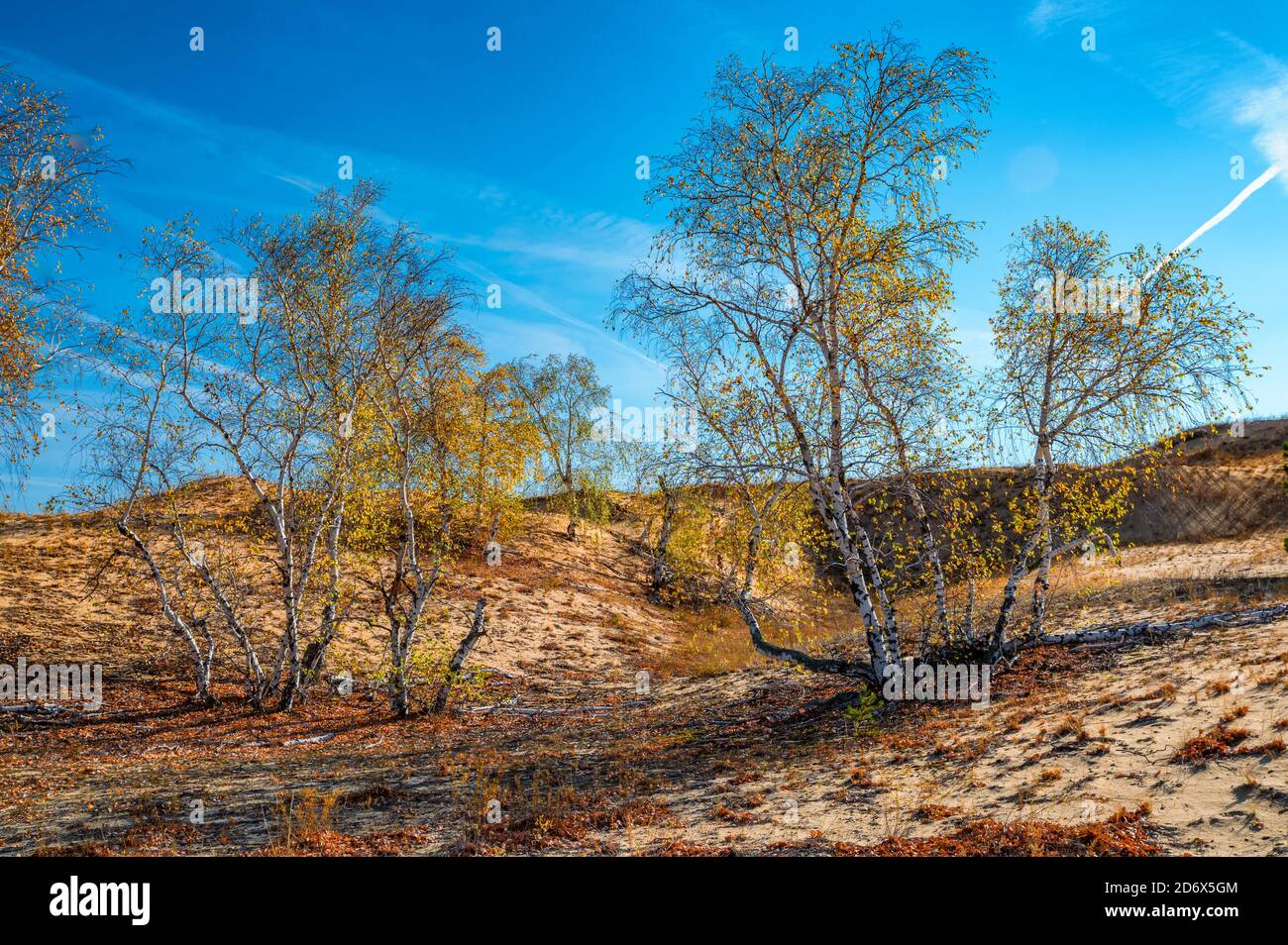 Plant trees in the wasteland hi-res stock photography and images - Alamy
