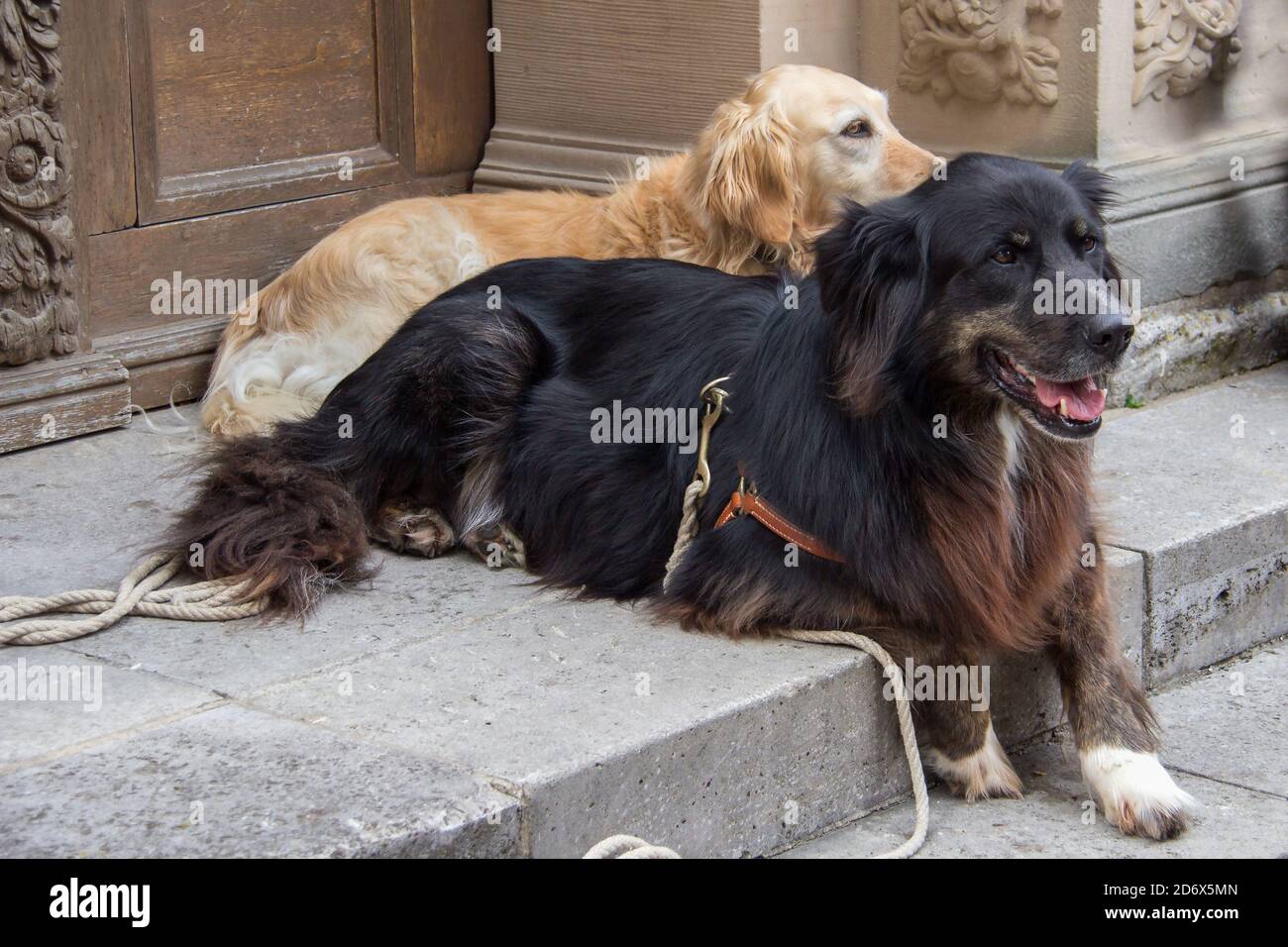 Closeup of two dogs sitting in front of a door waiting for their owner ...