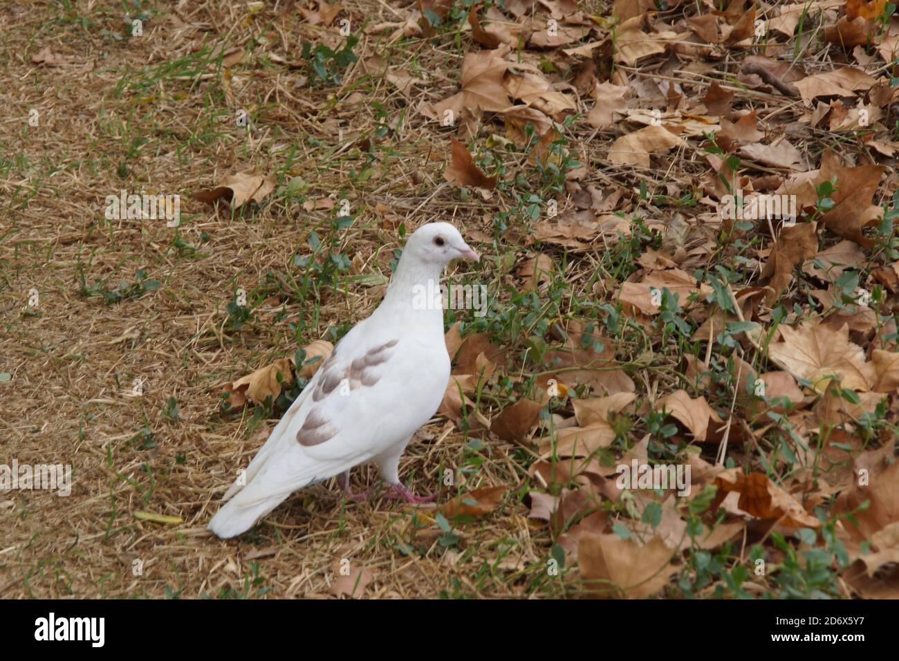Dove with leaves hi-res stock photography and images - Alamy