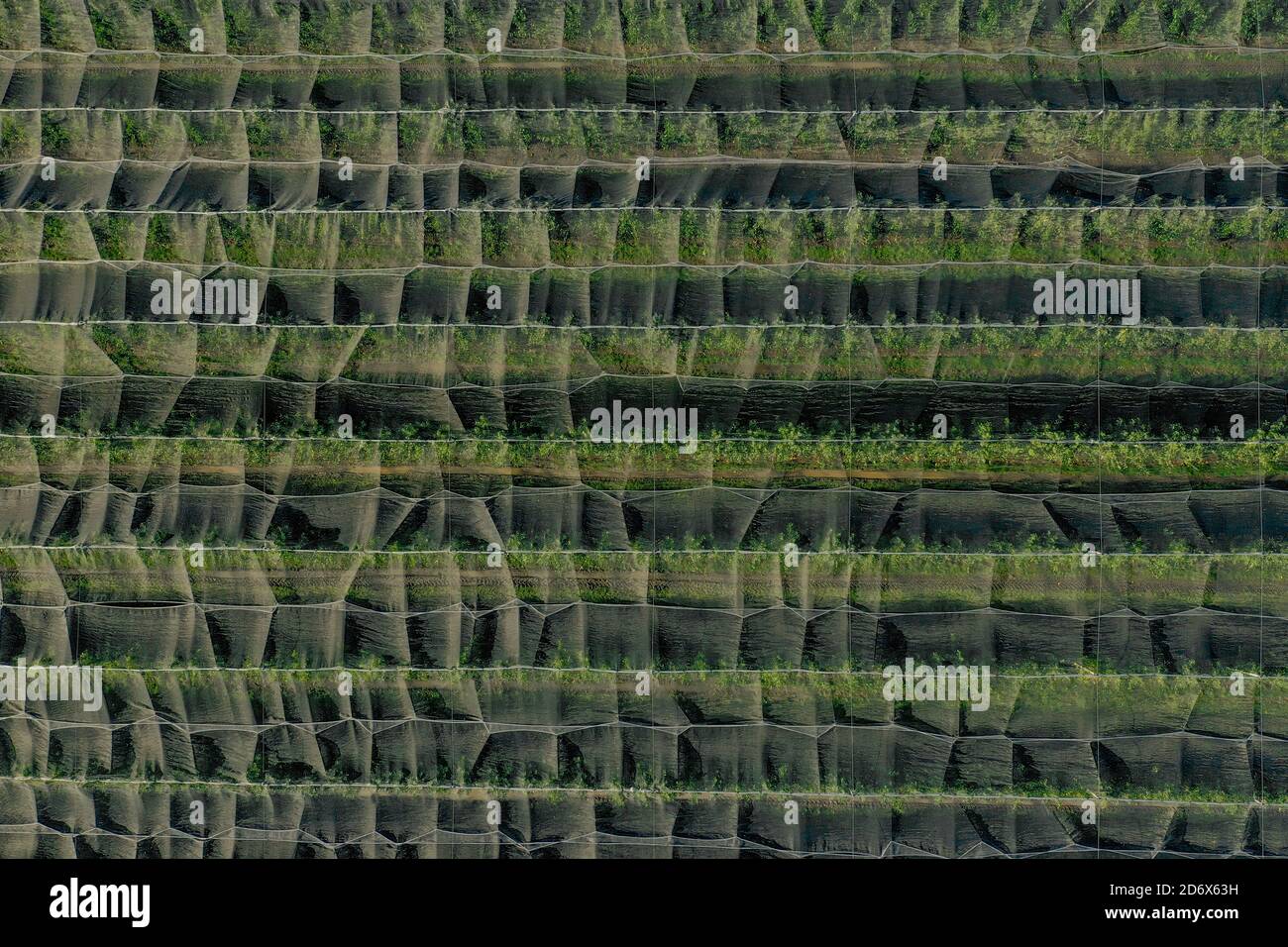 Aerial view of apple orchard. Large apple plantation Stock Photo - Alamy