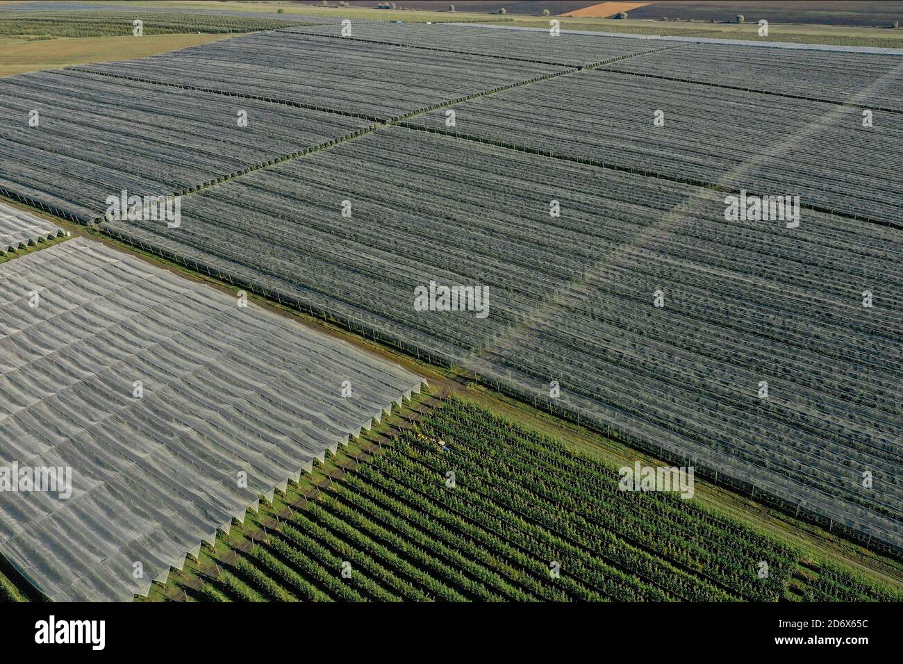 Aerial view of apple orchard. Large apple plantation Stock Photo - Alamy