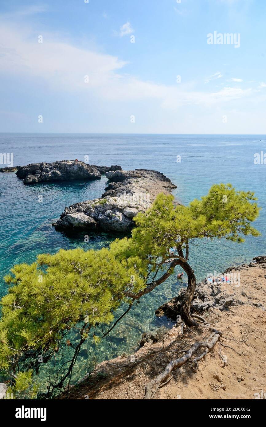 Aleppo pine tree hi-res stock photography and images - Alamy