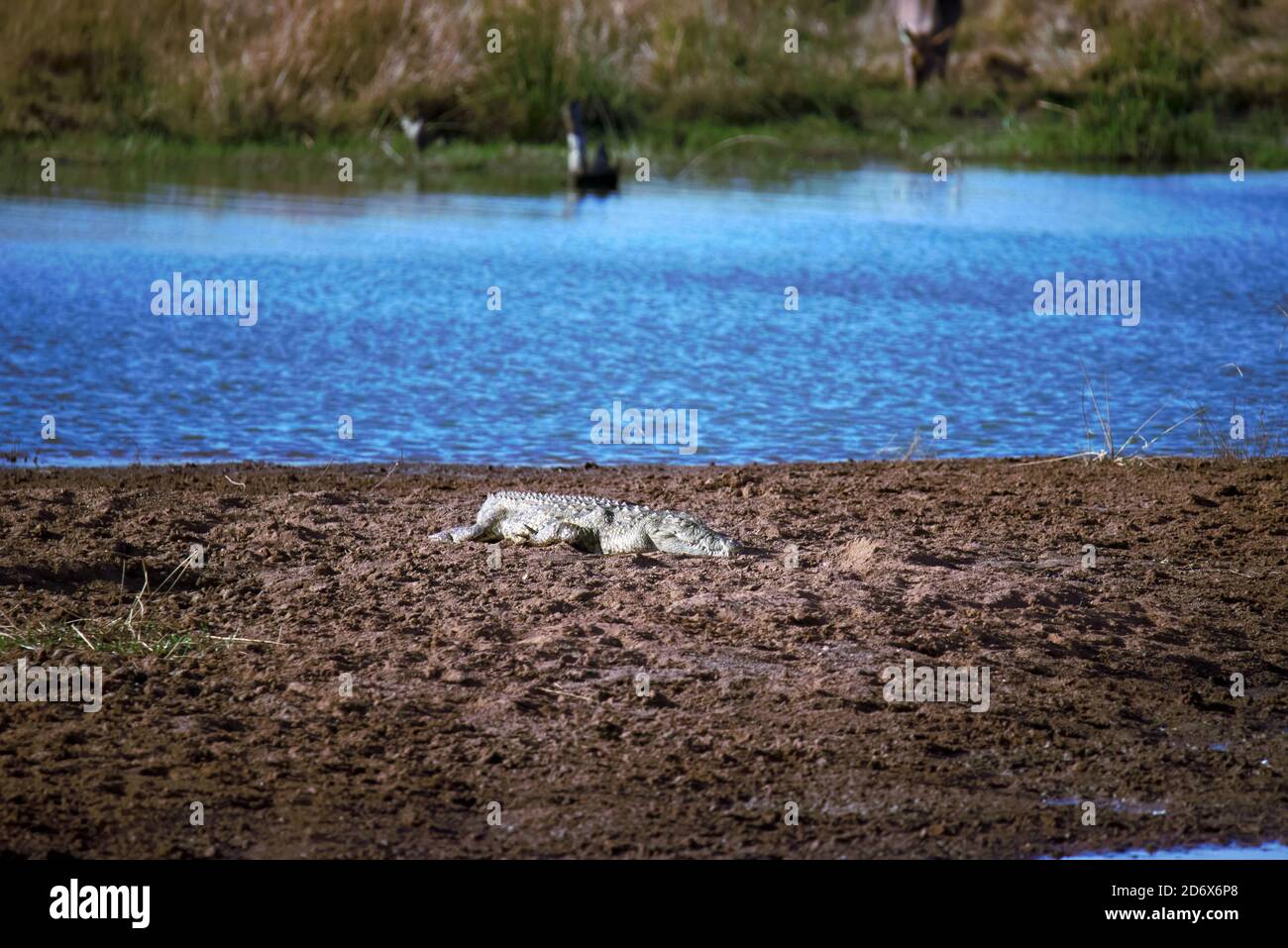 Crocodile sleeping on a river bank Stock Photo - Alamy