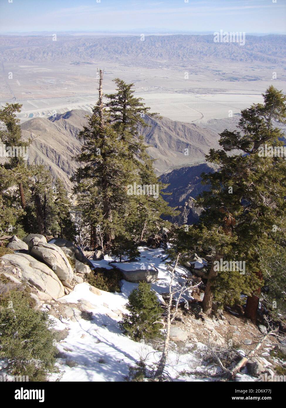 Vertical shot of a forest in the San Jacinto Mountains outside of Palm ...