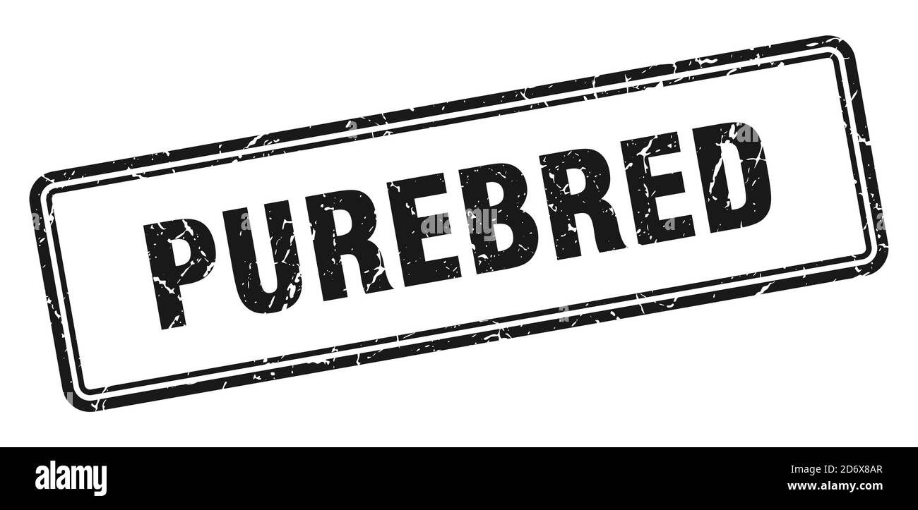 purebred stamp. square grunge sign isolated on white background Stock ...