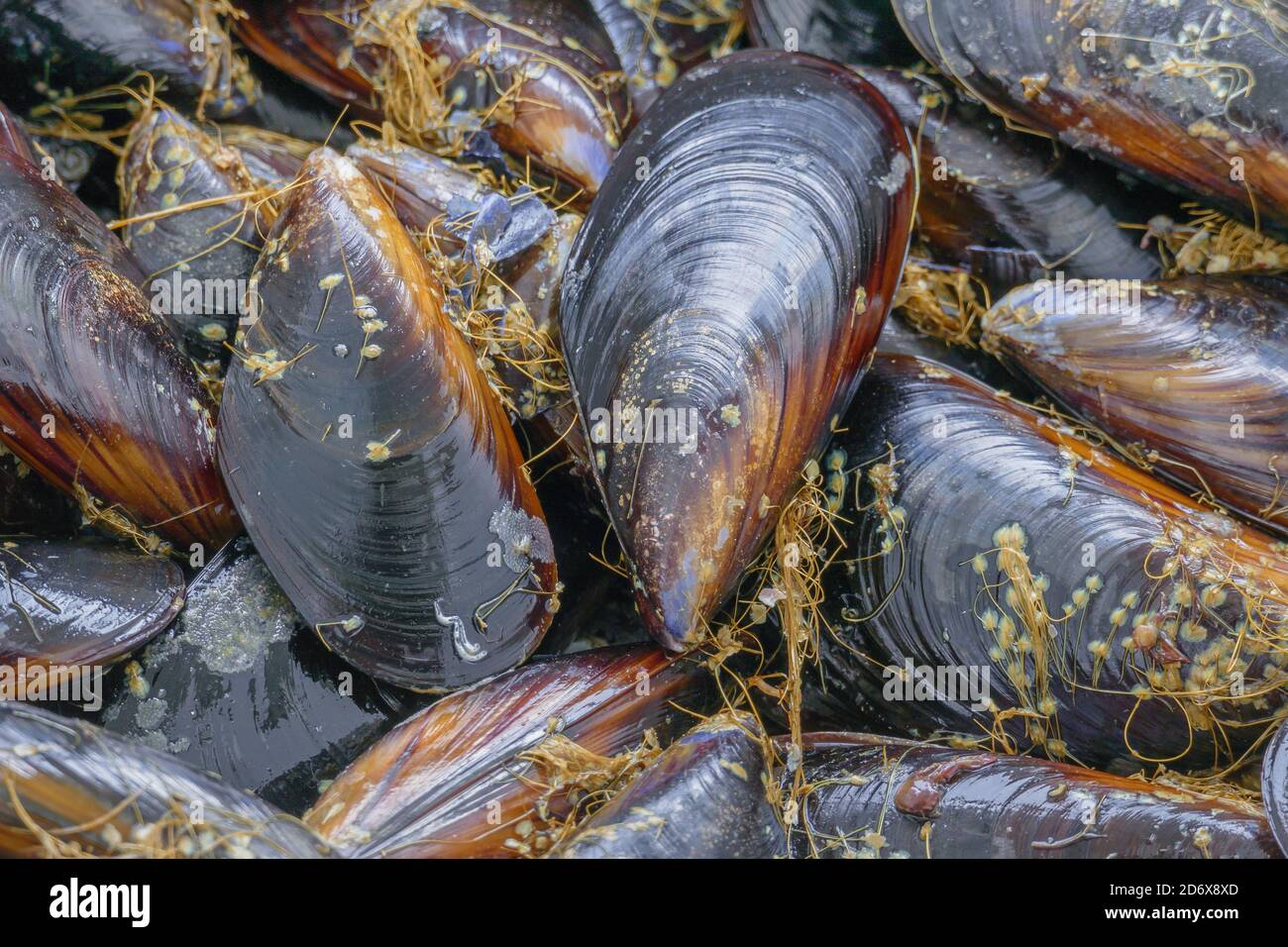 Close up fresh mussels hi-res stock photography and images - Alamy