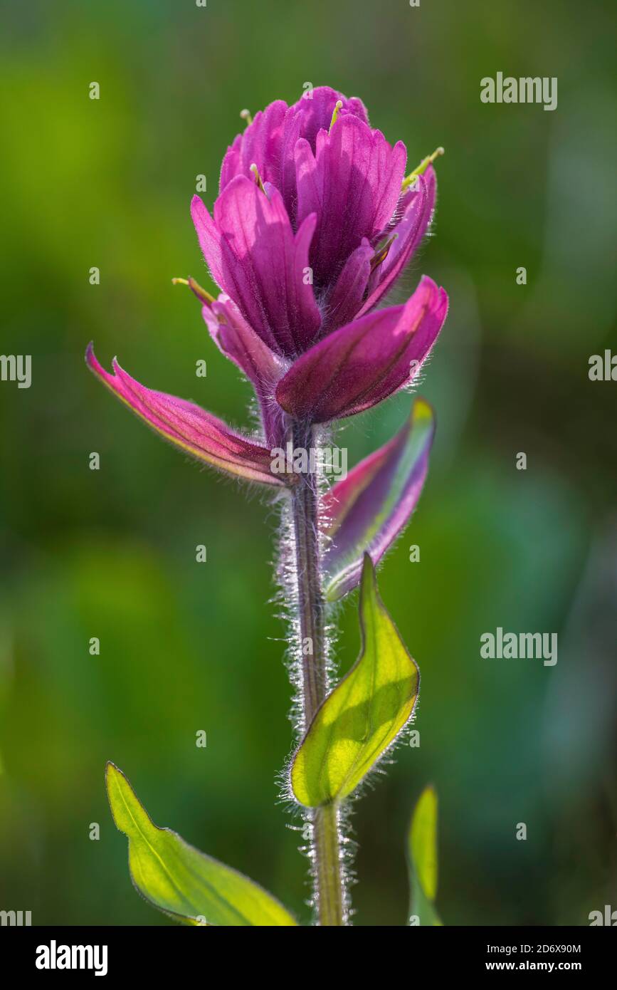 Indian paintbrush family hi-res stock photography and images - Alamy