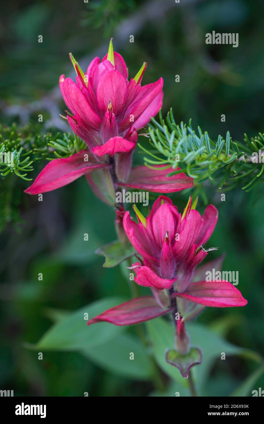 Rose Paintbrush (Castilleja linarifolia), Rocky Mountains, CO, USA, by ...