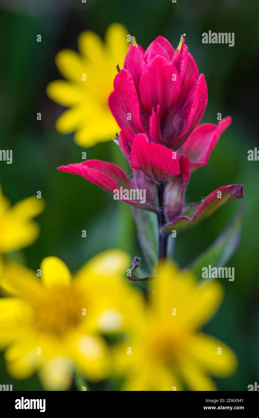 Linarifolia hi-res stock photography and images - Alamy