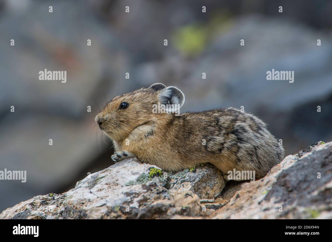 American pika rocky mountains colorado hi-res stock photography and ...