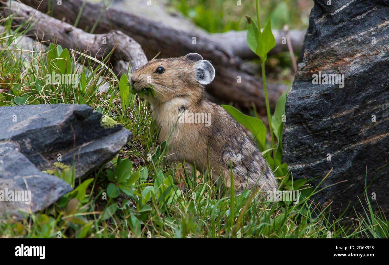 American pika rocky mountains colorado hi-res stock photography and ...