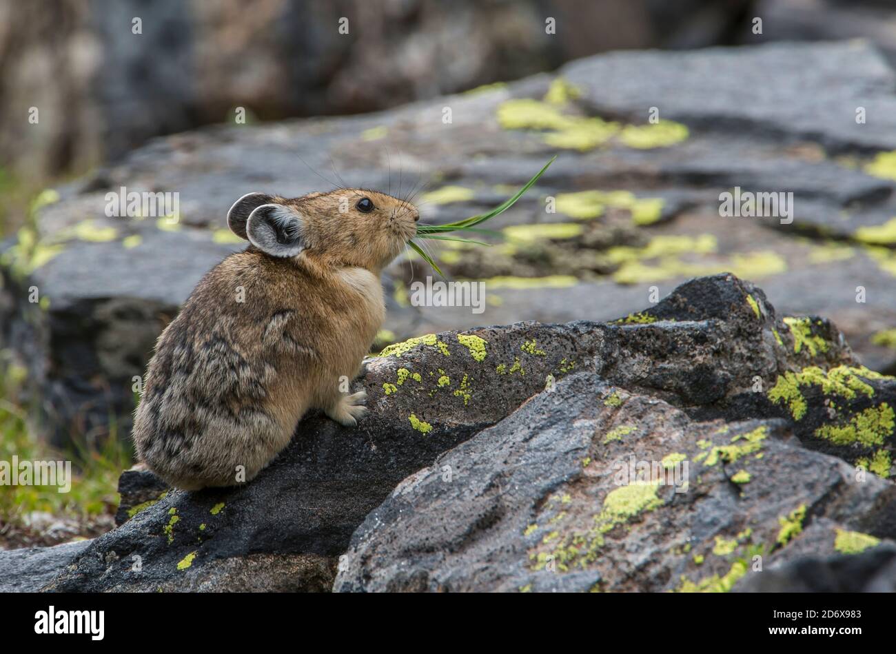 American Pika, gathering vegetation, Rocky Mountains, Colorado, USA, by ...