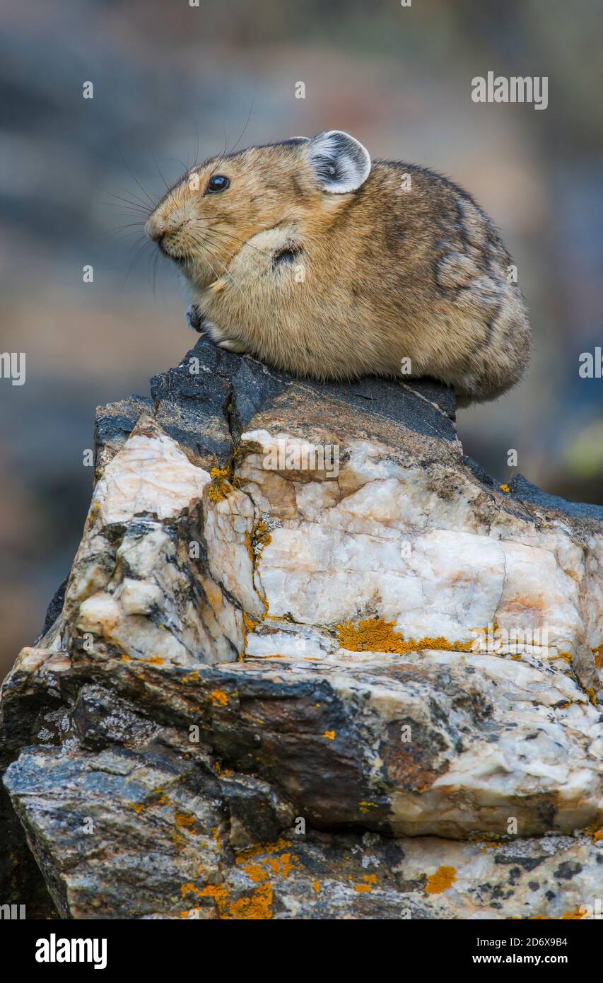 American pika rocky mountains colorado hi-res stock photography and ...