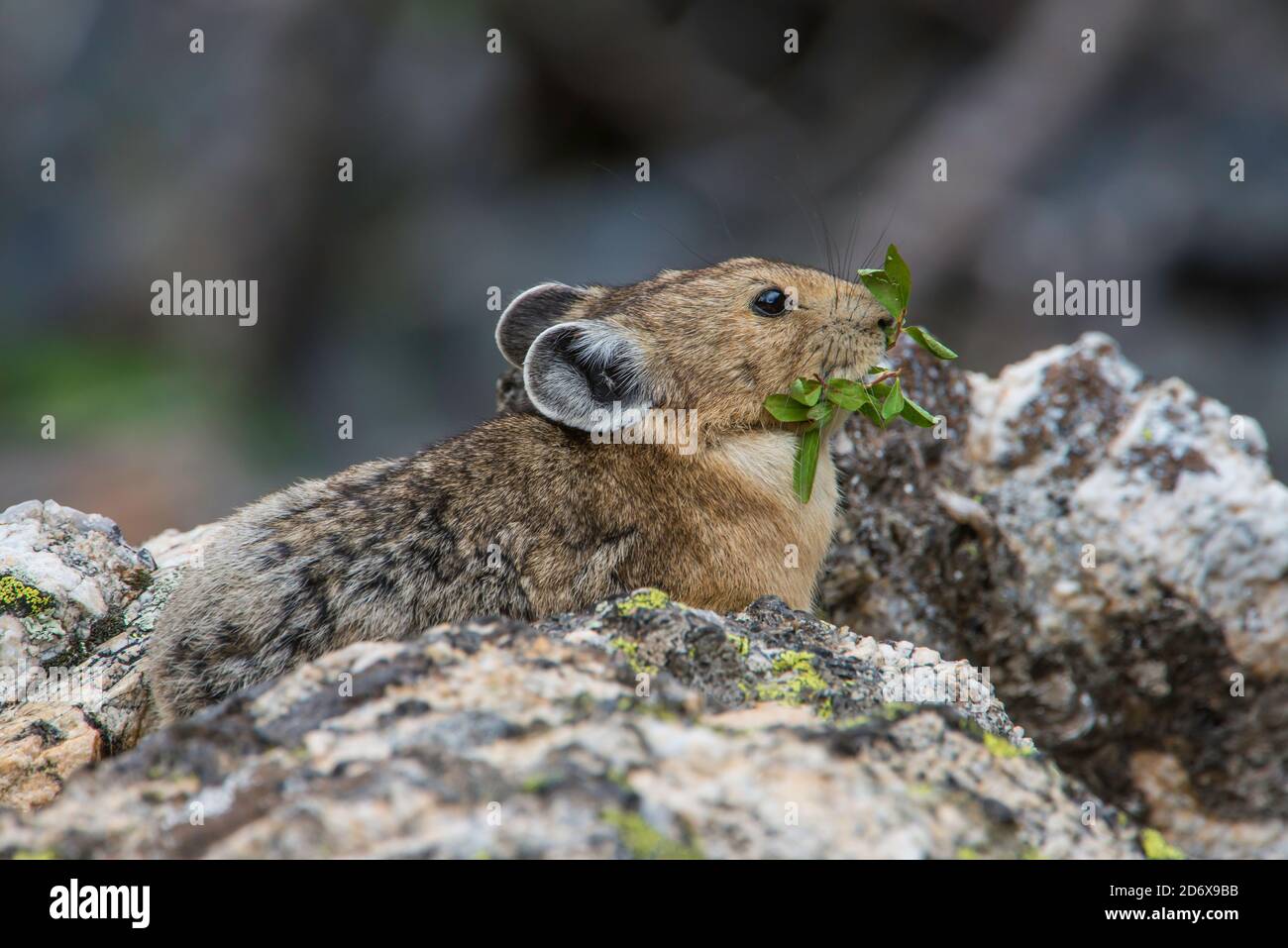 American pika rocky mountains colorado hi-res stock photography and ...