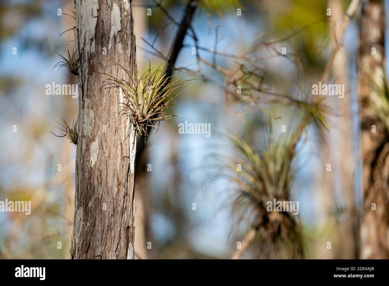 Air plant on a tree in the woods Tillandsia Stock Photo - Alamy