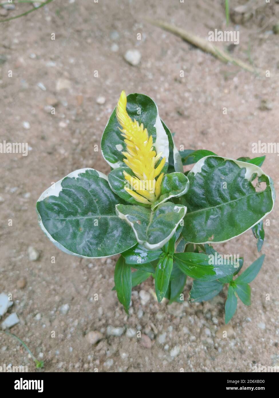 Vertical top view shot of a yellow flower growing in a garden Stock ...