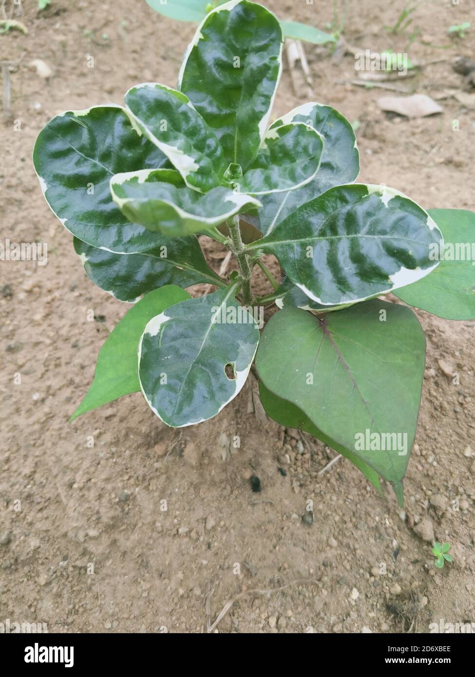 Vertical top view shot of a young plant growing in the ground Stock ...