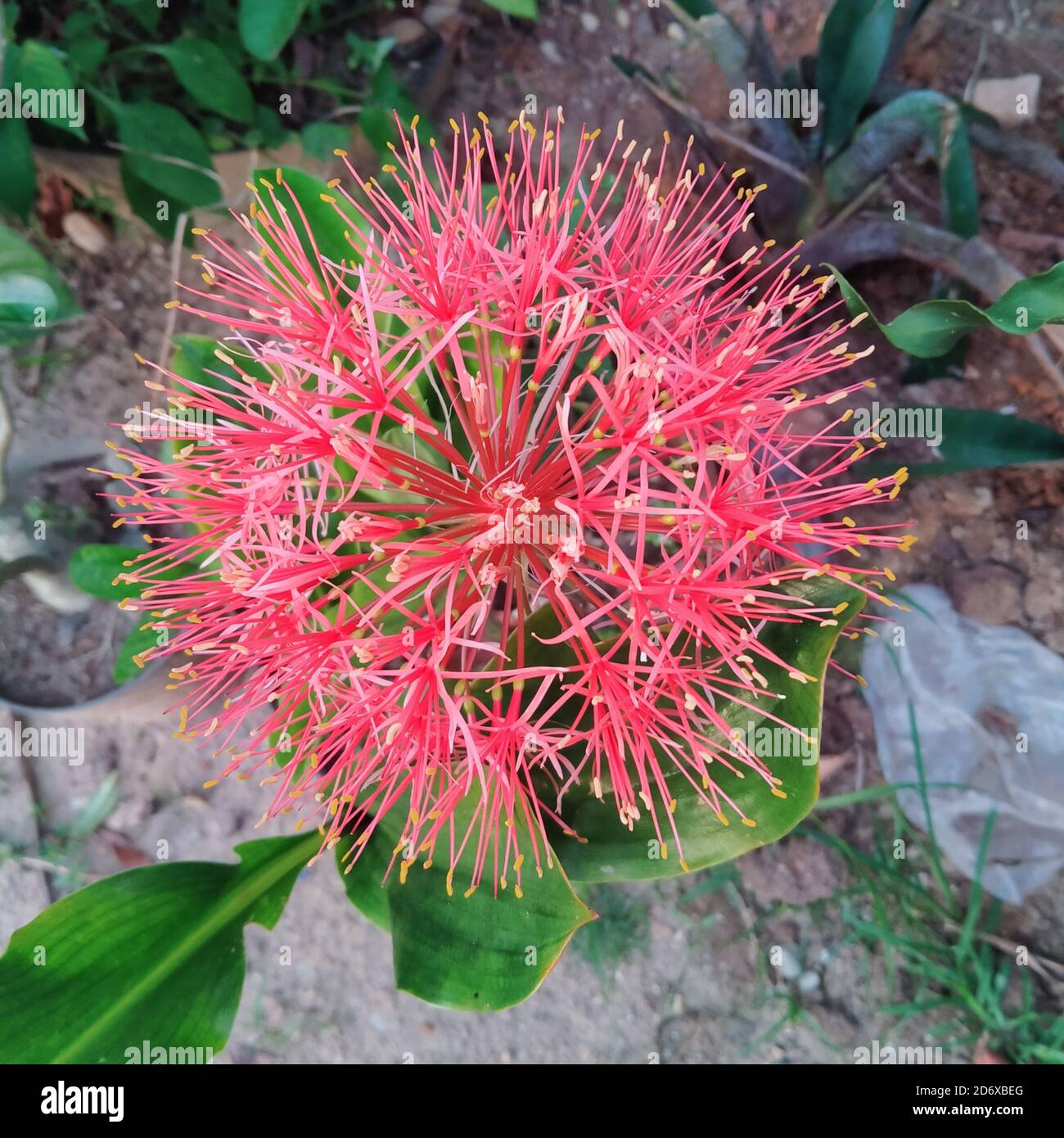 Top view shot of pink bushwillow flowers growing in a garden Stock ...