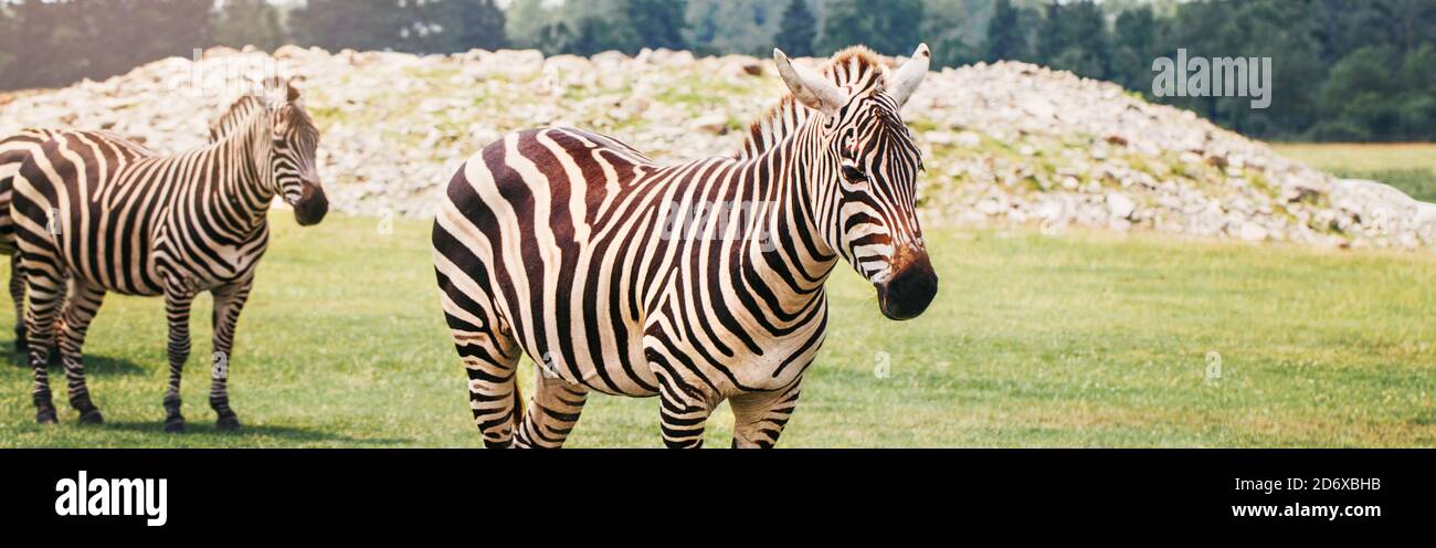 Zebra horse coat hi-res stock photography and images - Alamy