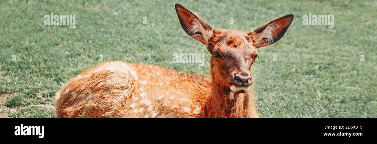 Cute young fallow deer calf fawn lying on grass ground at summer day ...