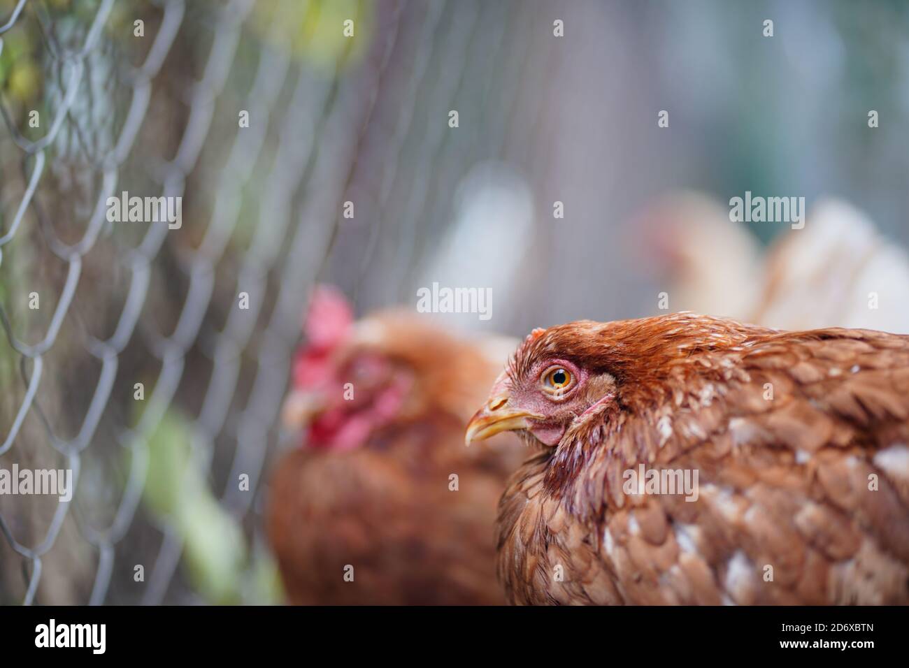 Chicken ranch hi-res stock photography and images - Alamy