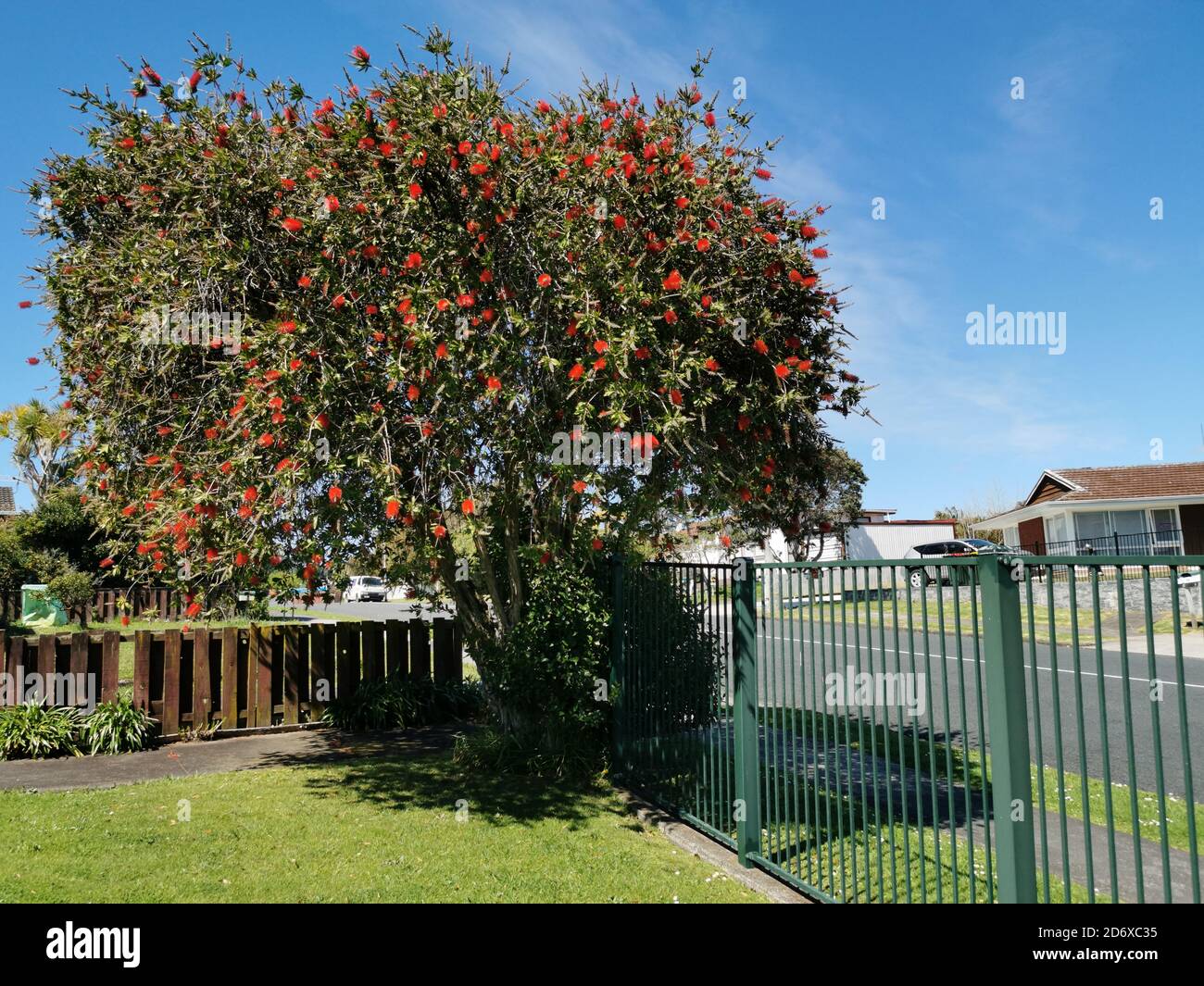 Calliandra tweedii hi-res stock photography and images - Alamy