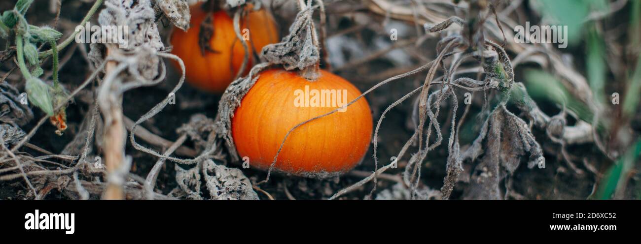 Autumn fall harvest. Small red pumpkins growing on farm. Ripe pumpkins ...