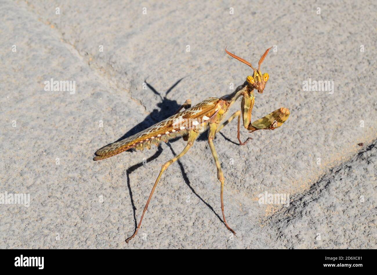 Insect Mantis Religiosa Stock Photo - Alamy