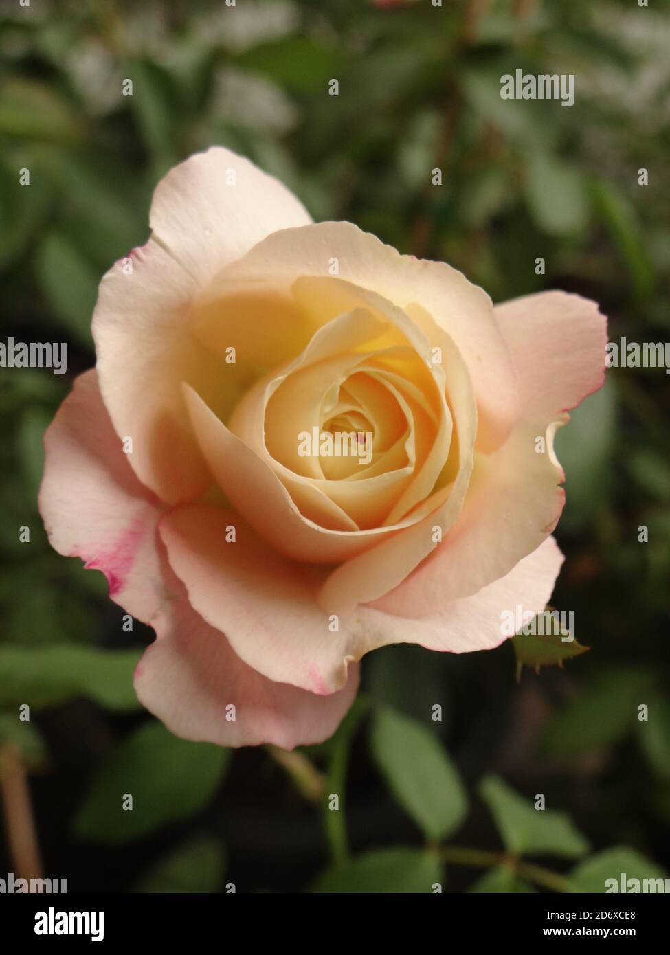 Beautiful vertical shot roses hi-res stock photography and images - Alamy
