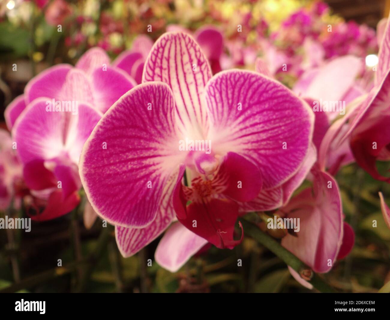 Closeup shot of blooming orchid flowers in the greenery Stock Photo - Alamy