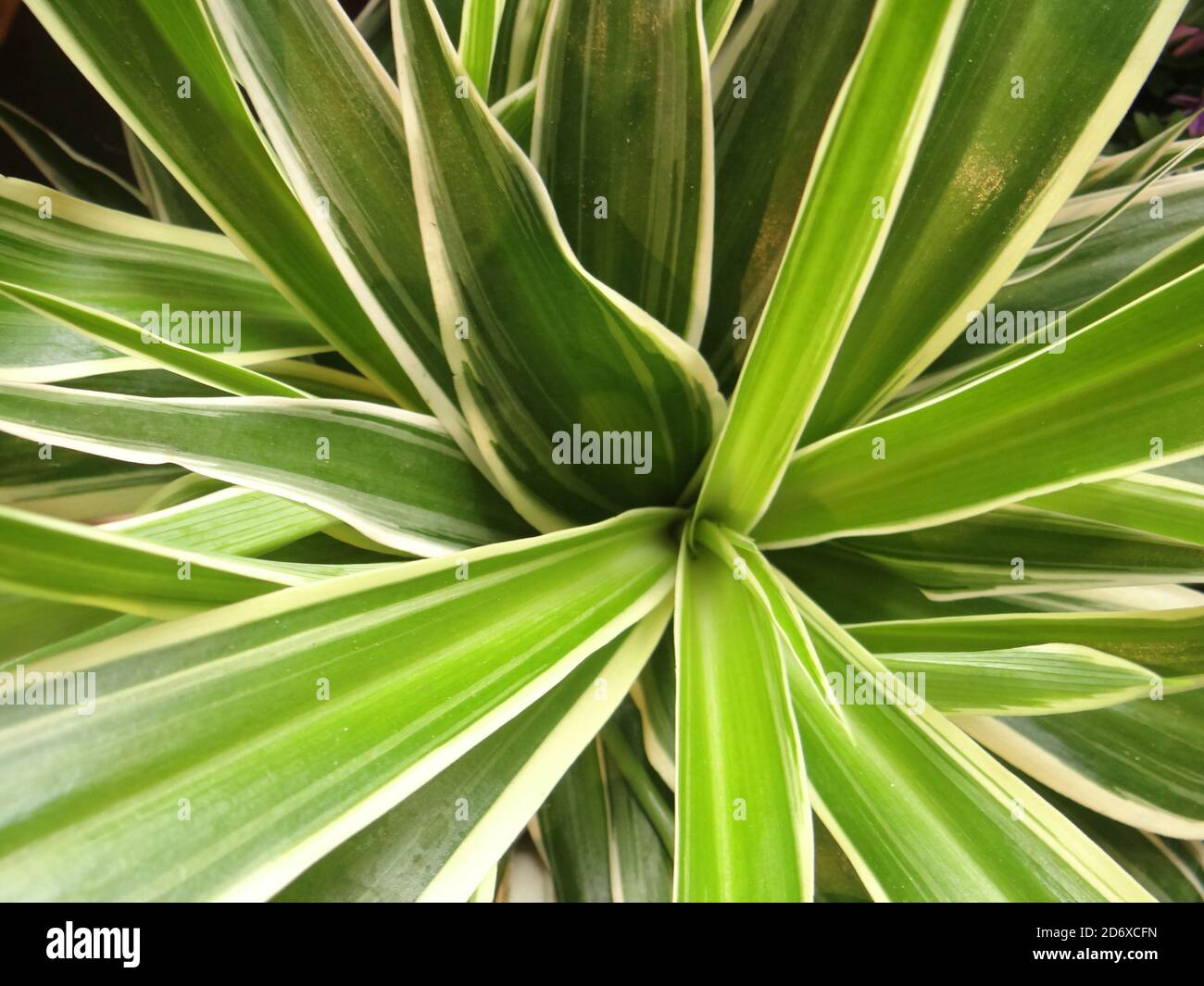 Closeup shot of growing plants in the greenery - perfect for background ...