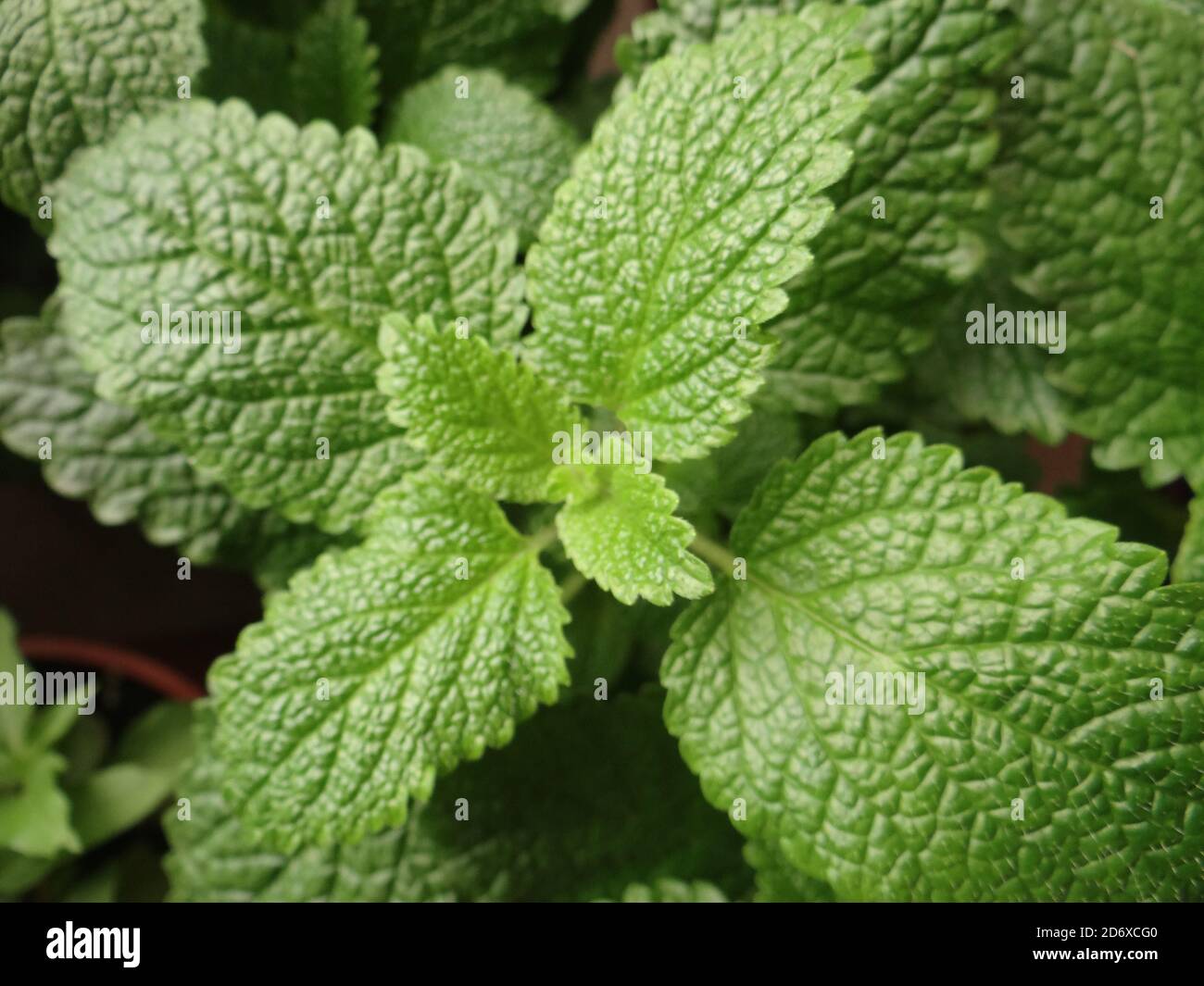 Closeup shot of growing plants in the greenery - perfect for background ...