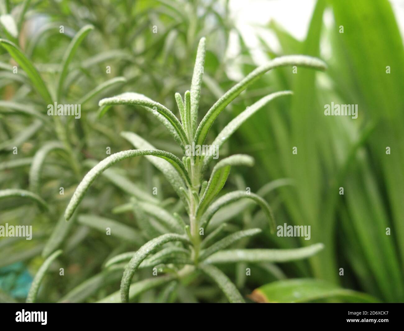 Closeup shot of growing plants in the greenery - perfect for background ...
