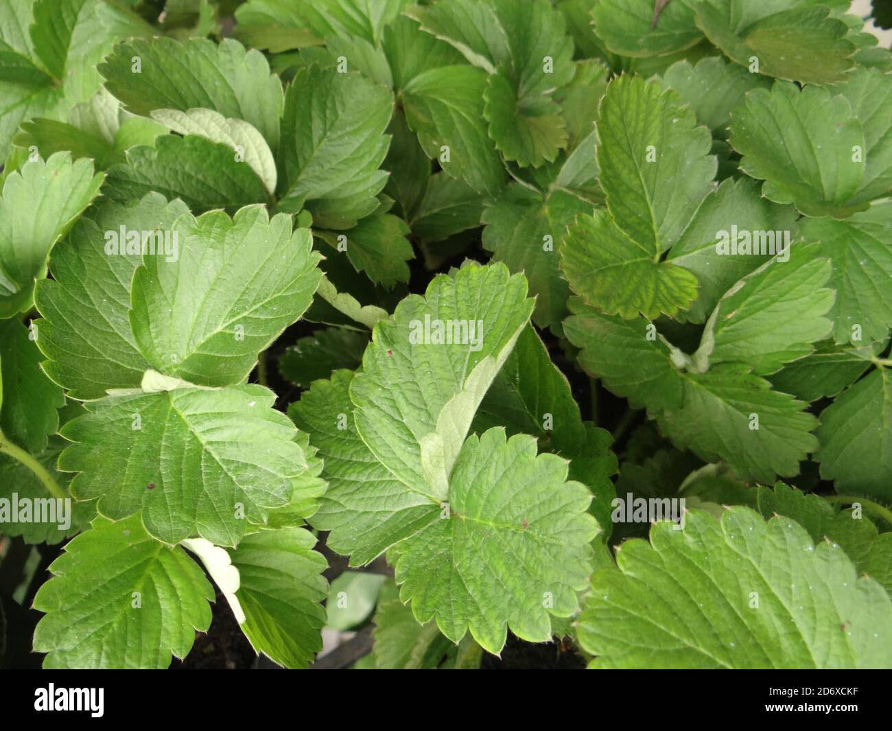 Closeup shot of growing plants in the greenery - perfect for background ...