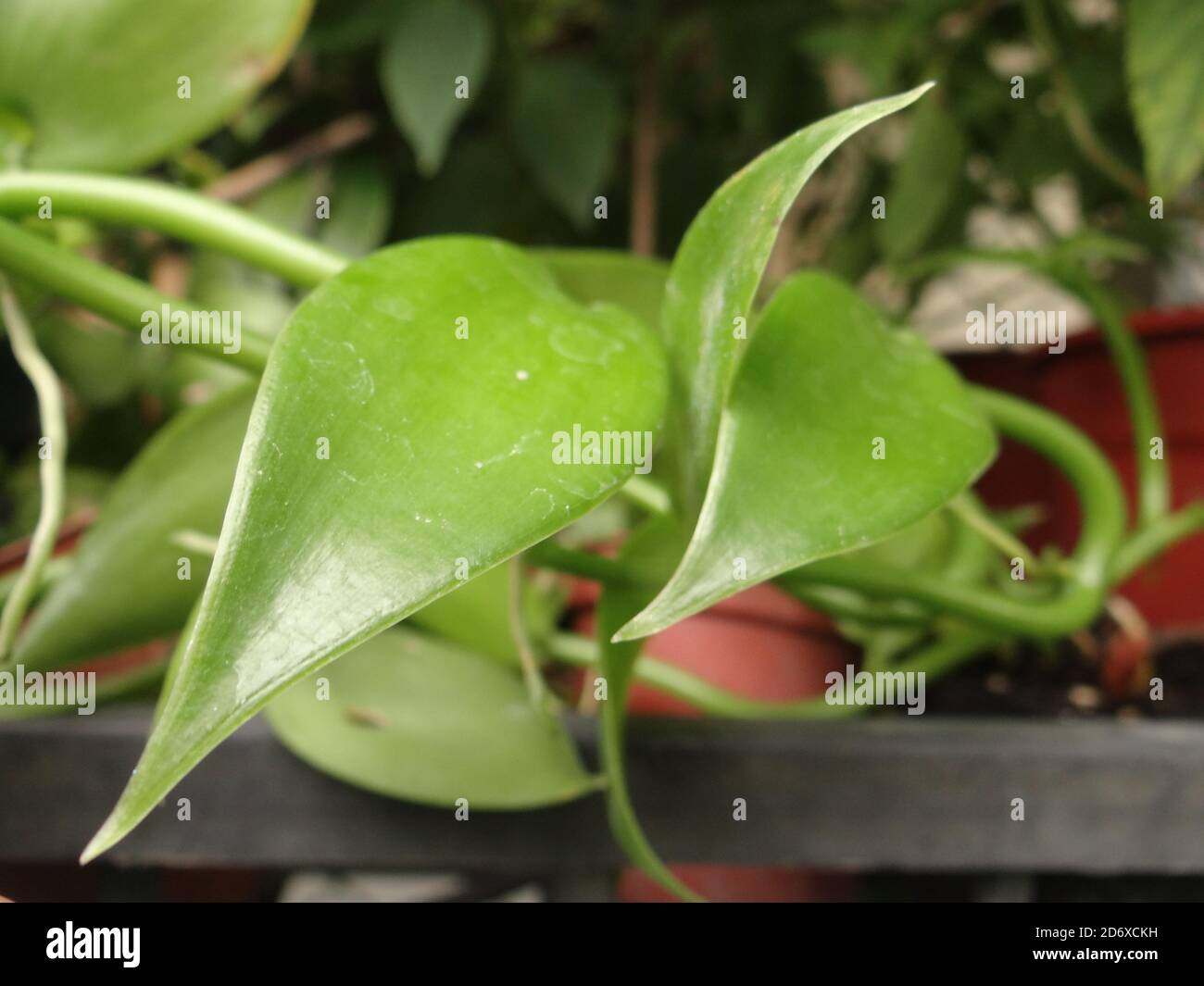 Closeup shot of growing plants in the greenery - perfect for background ...
