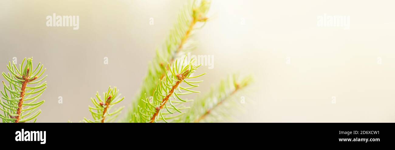 Beautiful natural spring tree background. Light green pine tree ...