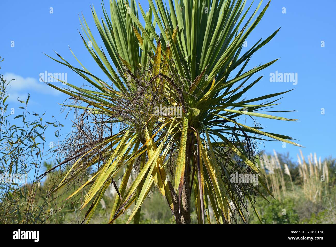Harakeke flax flower hi-res stock photography and images - Alamy