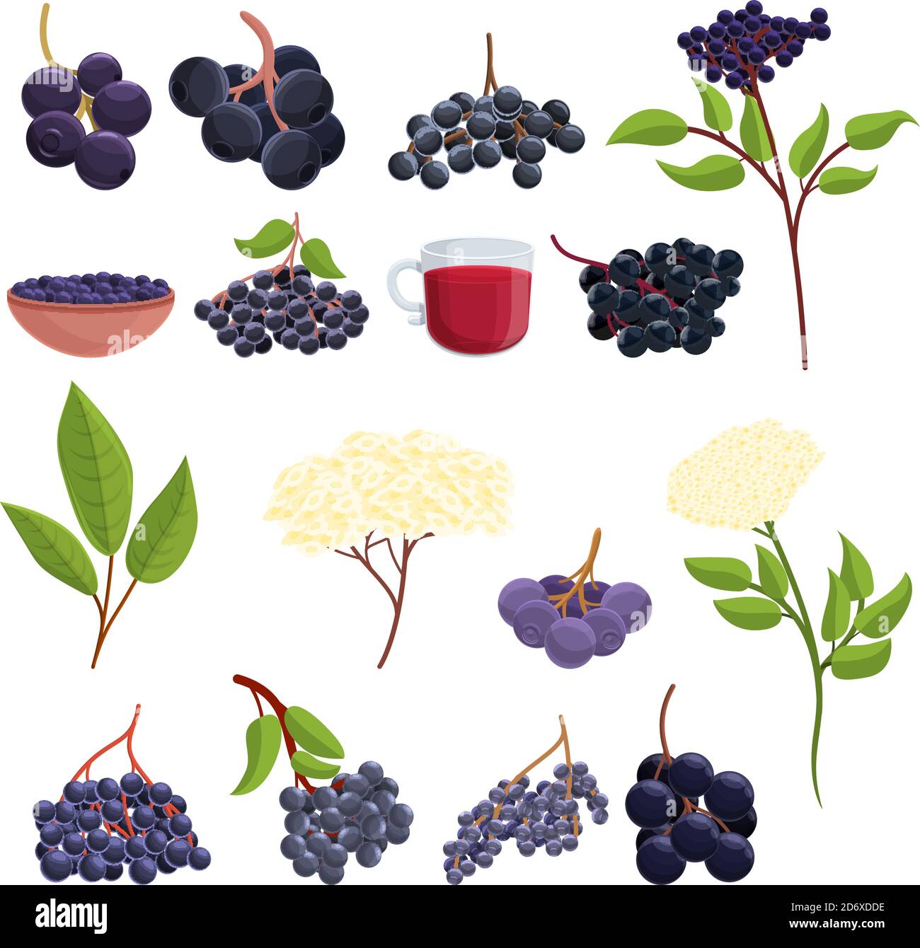 Elderberry icons set. Cartoon set of elderberry vector icons for web ...