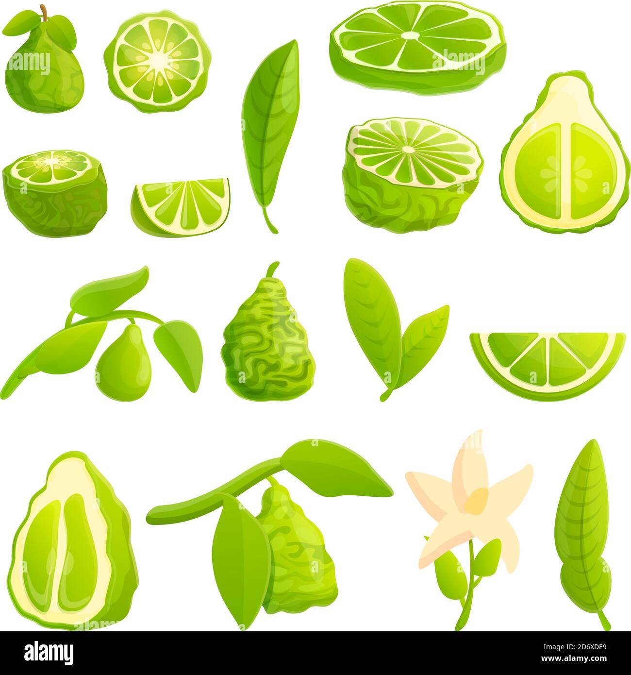 Bergamot icons set. Cartoon set of bergamot vector icons for web design ...