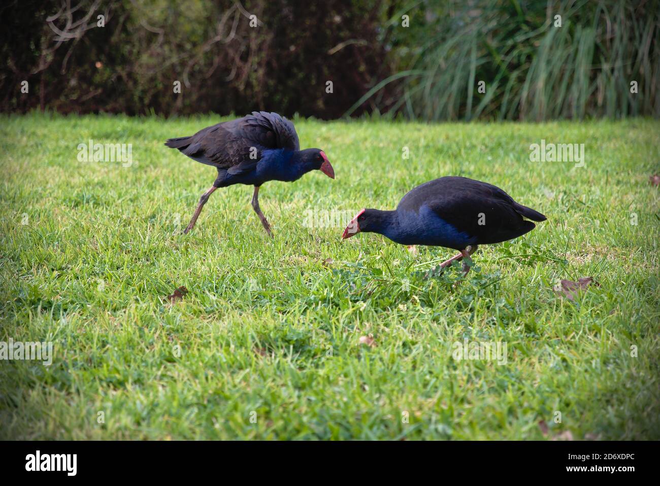 Pukeko wing hi-res stock photography and images - Alamy