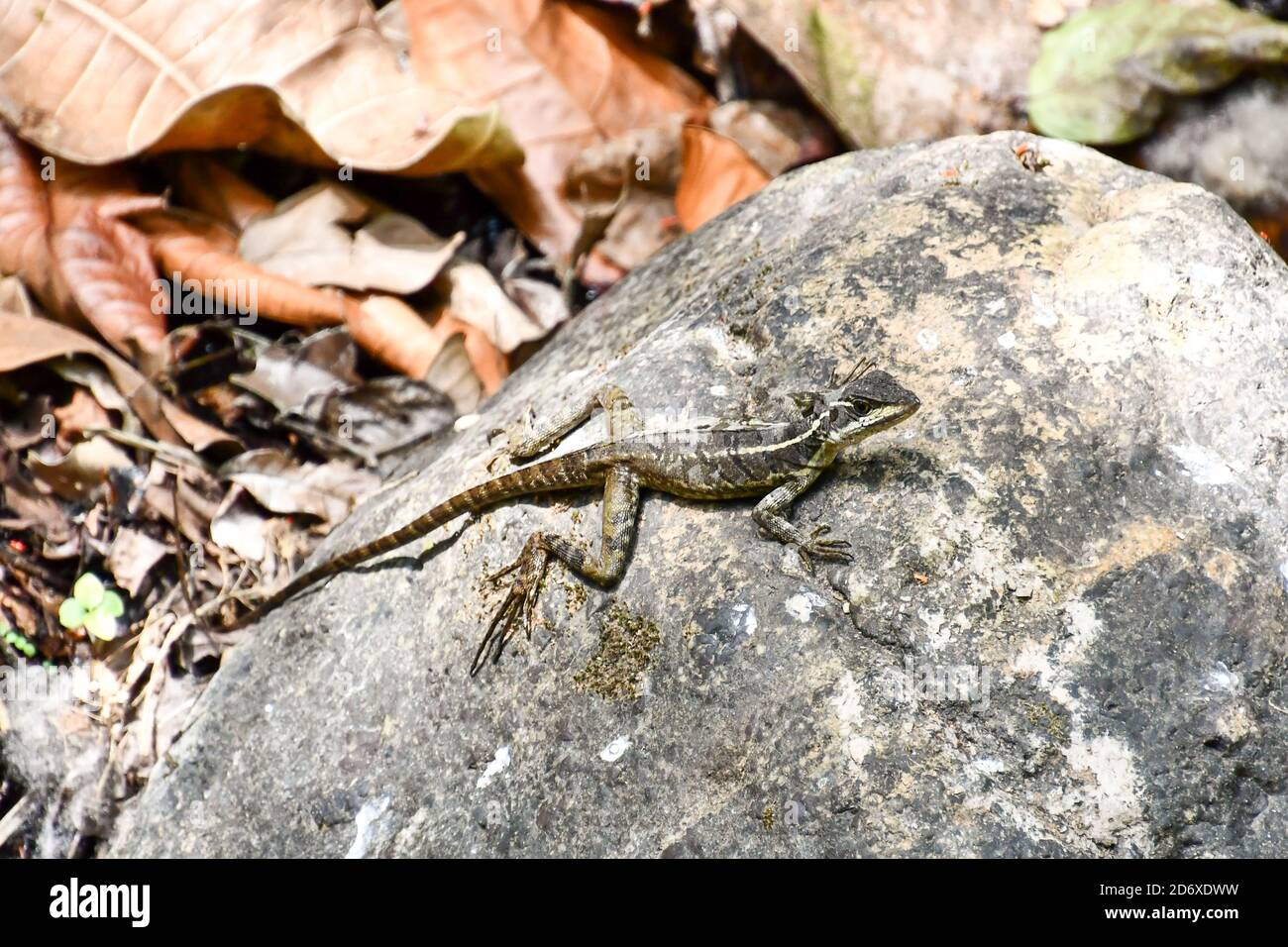 lizard on a rock, photo as a background Stock Photo - Alamy