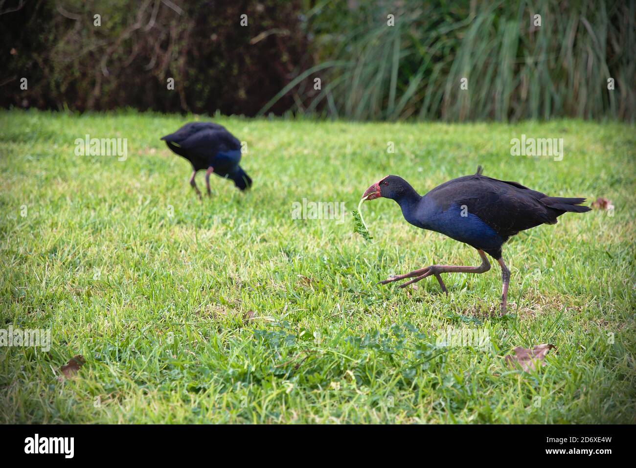 Pukeko wing hi-res stock photography and images - Alamy