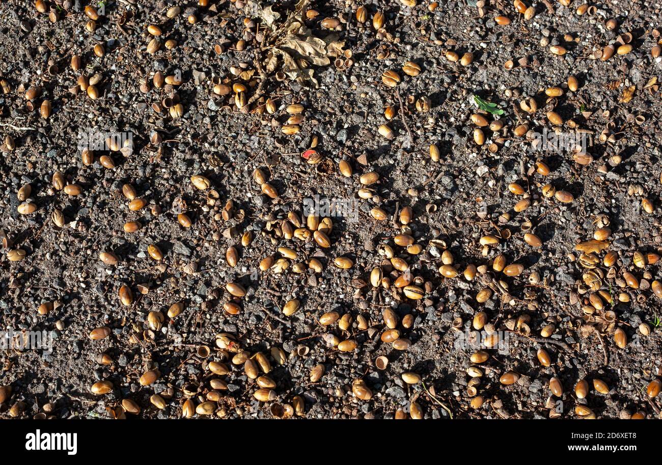 Top view of acorns on the ground Stock Photo - Alamy