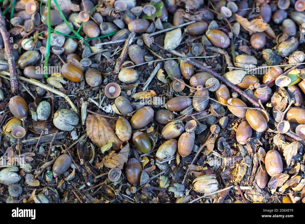 Top view of acorns on the ground Stock Photo - Alamy