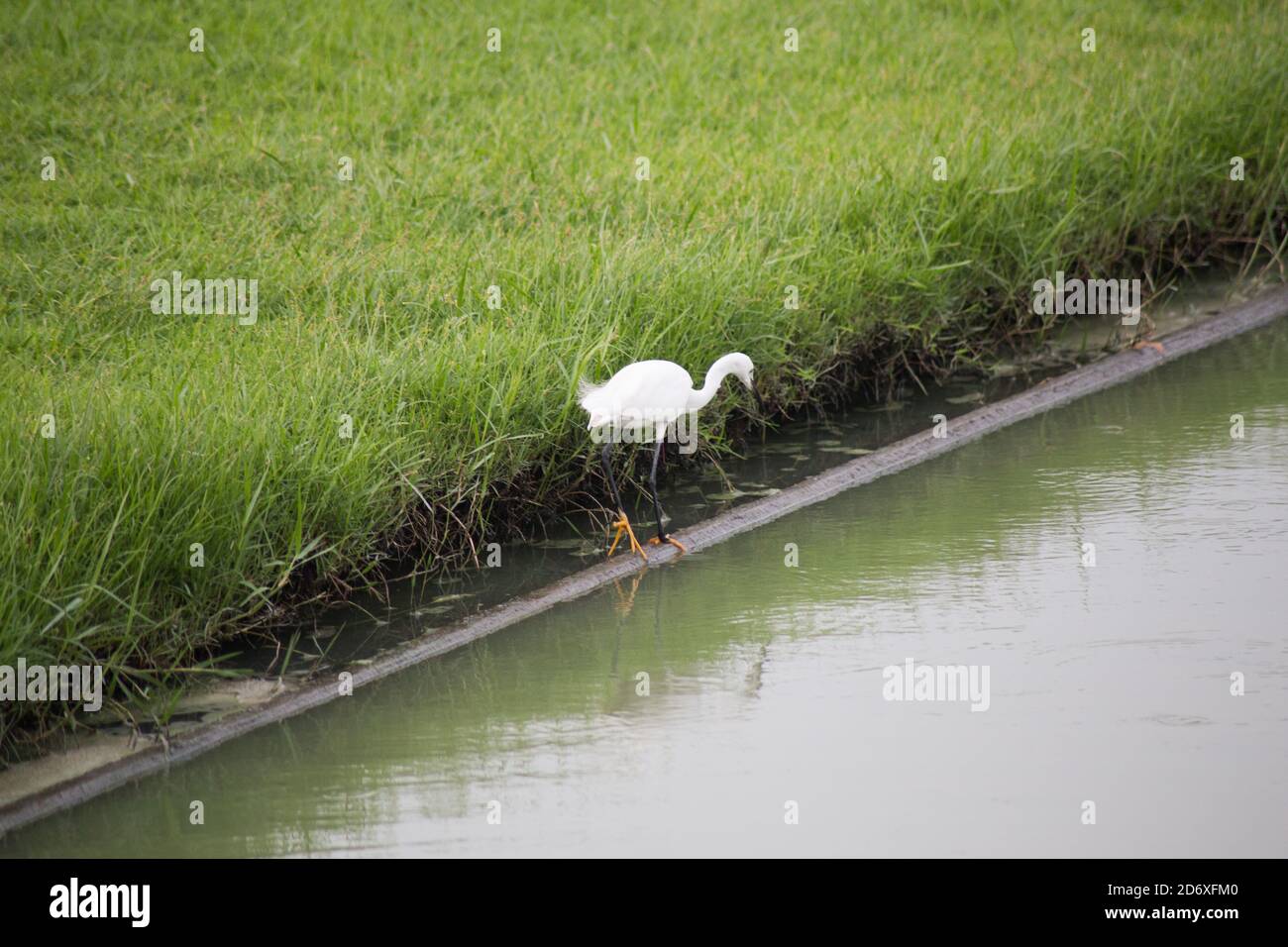 Great egret Ardea alba waterfowl hunting in wetlands Stock Photo - Alamy
