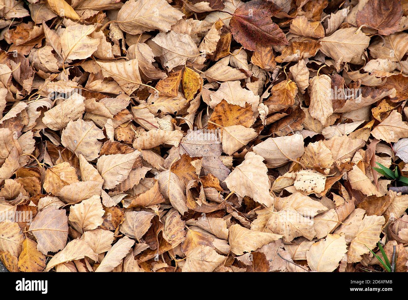 Dried leaves on ground hi-res stock photography and images - Alamy
