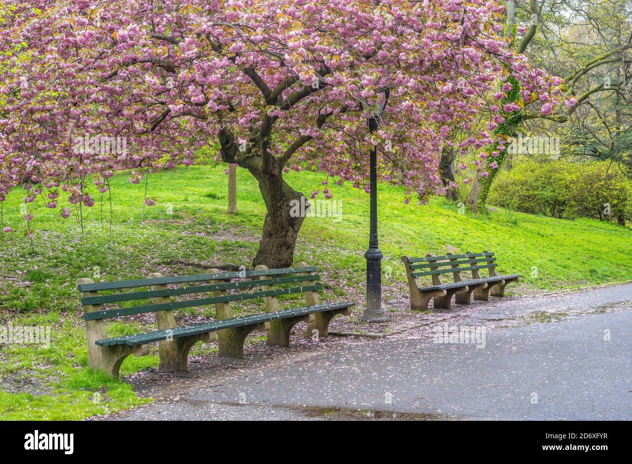 Spring in Central Park, New York City Stock Photo - Alamy