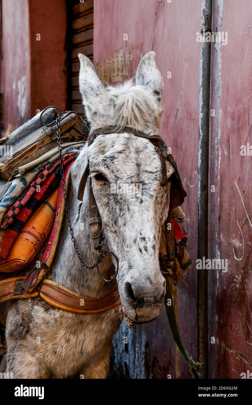 horse in a stable, photo as background Stock Photo - Alamy