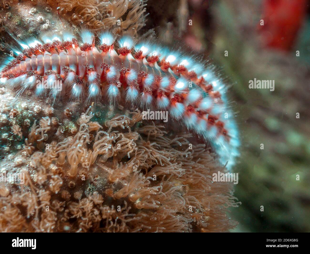 bearded fireworm ,Hermodice carunculata is a type of marine bristleworm ...