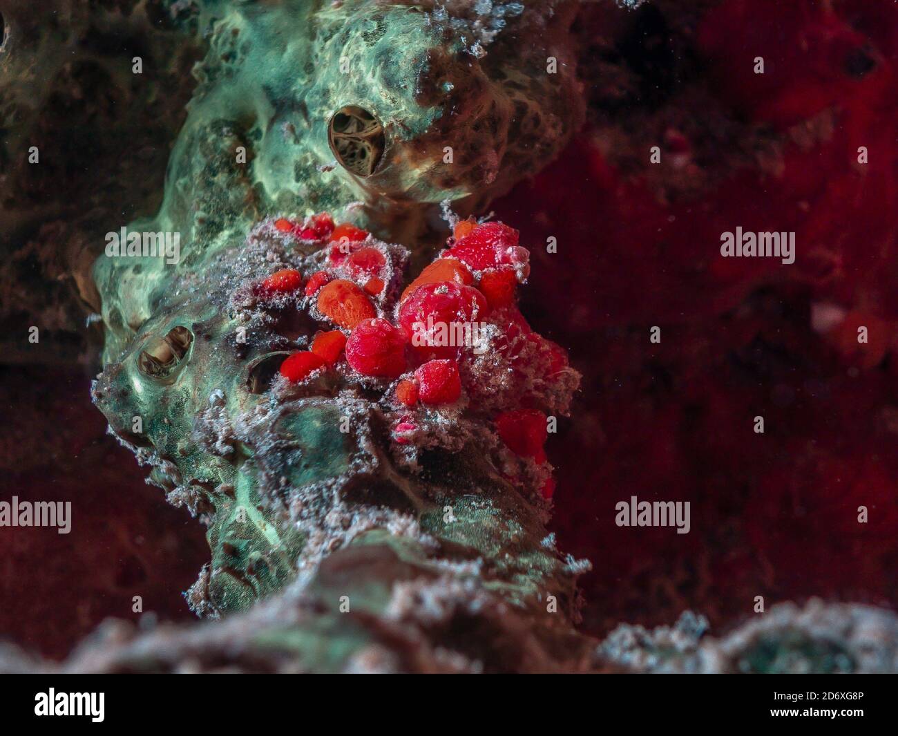 Caribbean coral reef with cryptic teardrop crab Stock Photo - Alamy